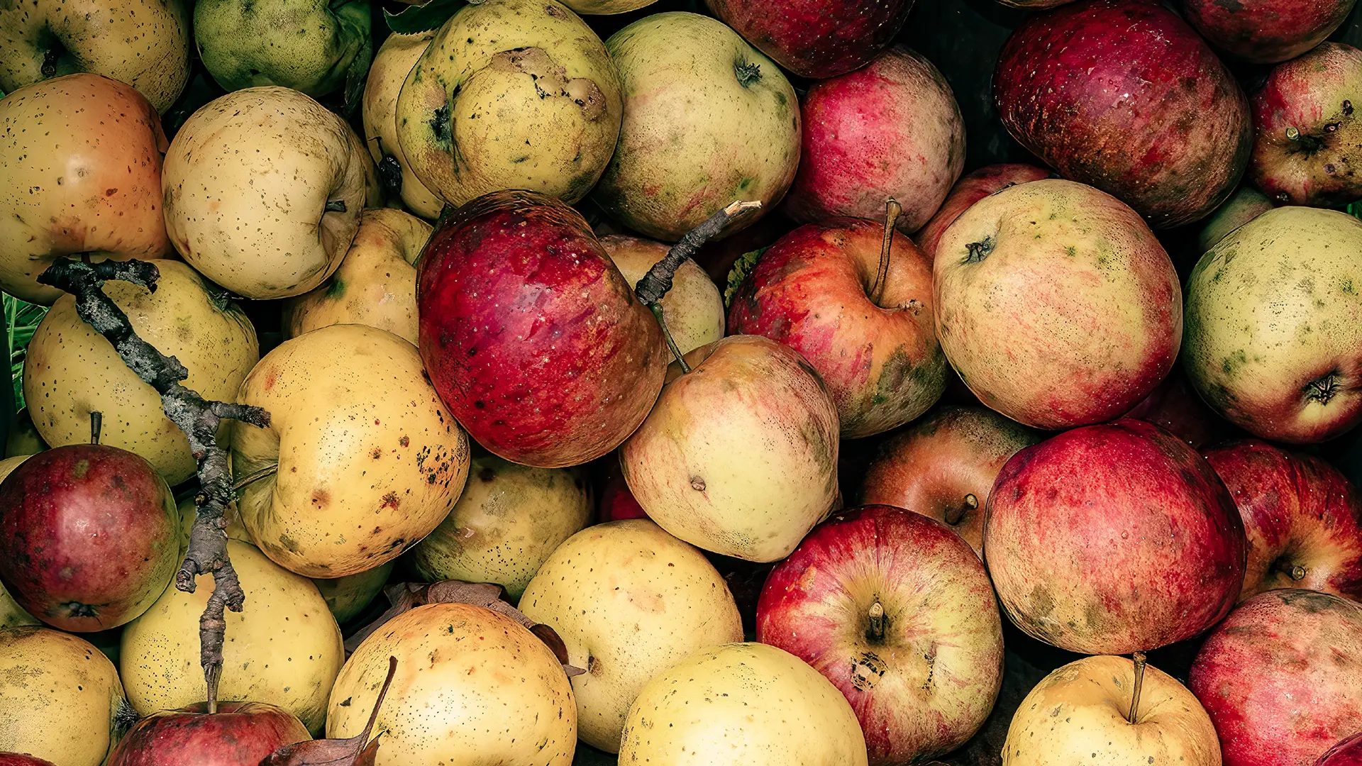 The Timely Rise of Imperfect Produce | FoodUnfolded